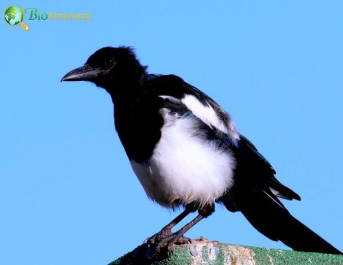 Black-billed Magpie | Pica Hudsonia | Black and White Bird | Fun Facts