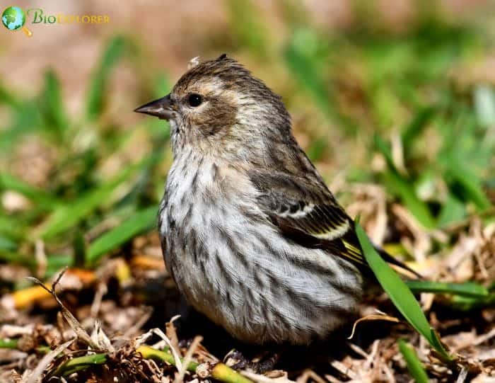 Washington Birds | Top 26 Must-See Birds of Washington State | BioExplorer