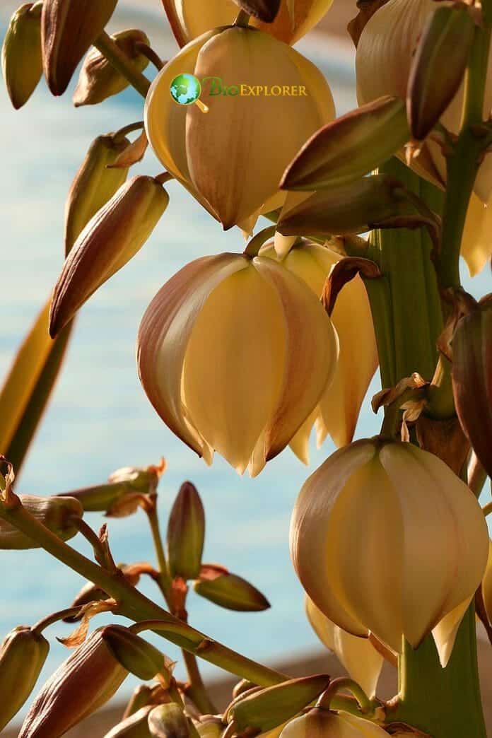 Adam's Needle Flower | Yucca | Spanish Bayonet | Needle Palm