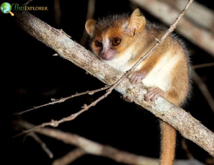 Madame Berthe's Mouse Lemur | World's Smallest Primate | Diet | Facts