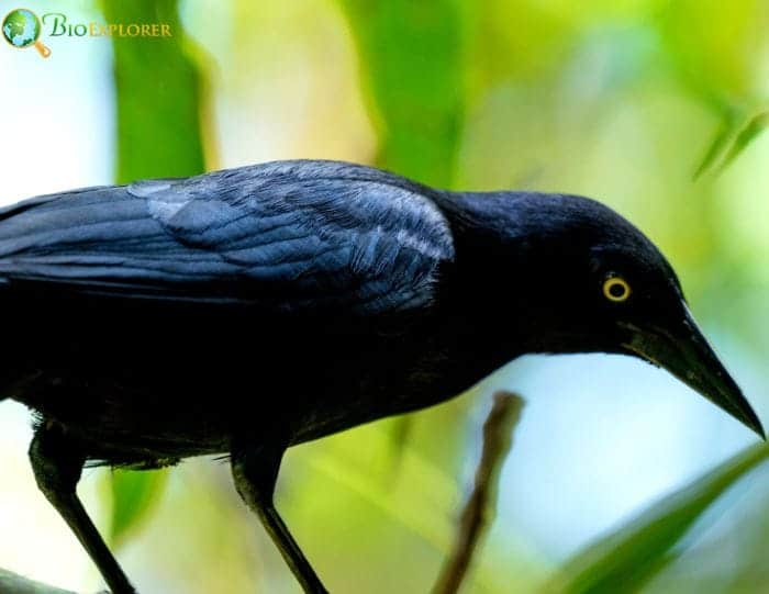 Greater Antillean Grackle | Quiscalus Niger | North American Bird | Facts