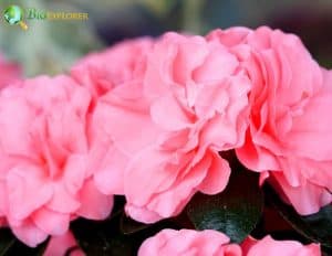 Azalea Flowers | 29 Types of Azaleas | Plant Care | Pictures