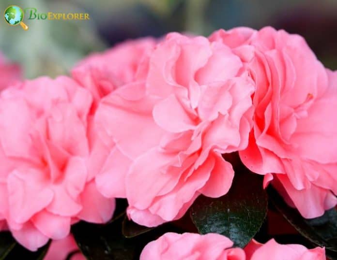 Azalea Flowers | 29 Types of Azaleas | Plant Care | Pictures