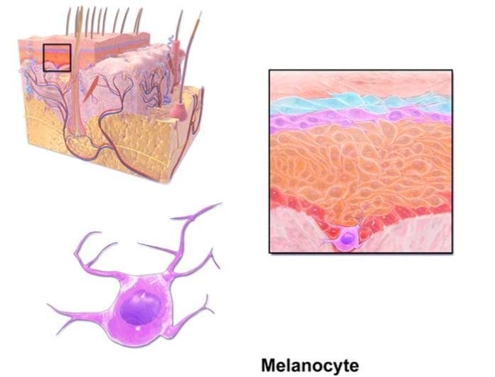 Cells of the Epidermis | 3 Layers of the Skin | Skin Cell Functions