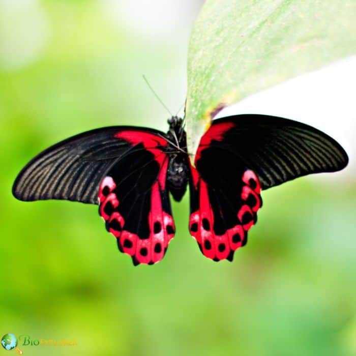 25 Colorful Butterflies | Most Colorful Butterfly Species In the World