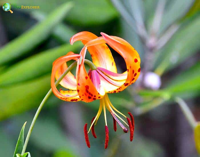 Top 25 Bicolor Flowers | Nature's Two-Toned Wonders!