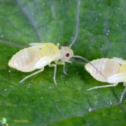 Insect Orders | 28 Different Types of Insects | BioExplorer