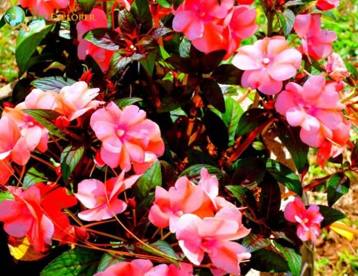 Azalea Flowers | 29 Types of Azaleas | Plant Care | Pictures