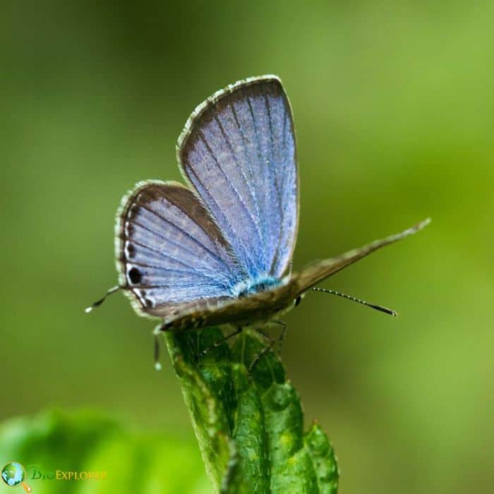 25 Colorful Butterflies | Most Colorful Butterfly Species In the World