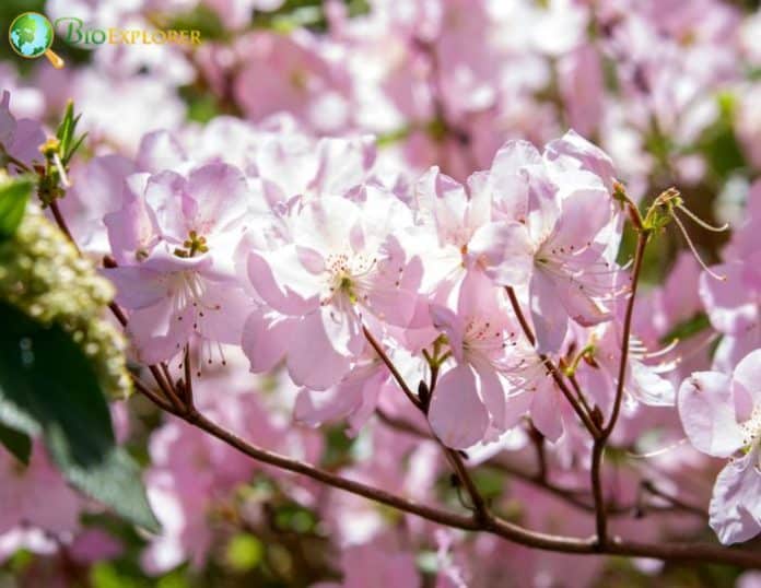 Azalea Flowers | 29 Types of Azaleas | Plant Care | Pictures