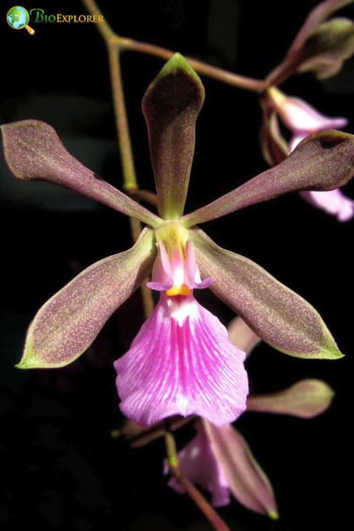 Colorful Orchids | Top 25 Must-See Vibrant Orchids | BioExplorer