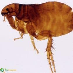 Insect Orders | 28 Different Types of Insects | BioExplorer