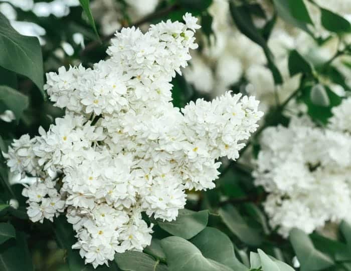 Top 85+ White Flowers | Beauty, Symbolism & Fascinating Facts