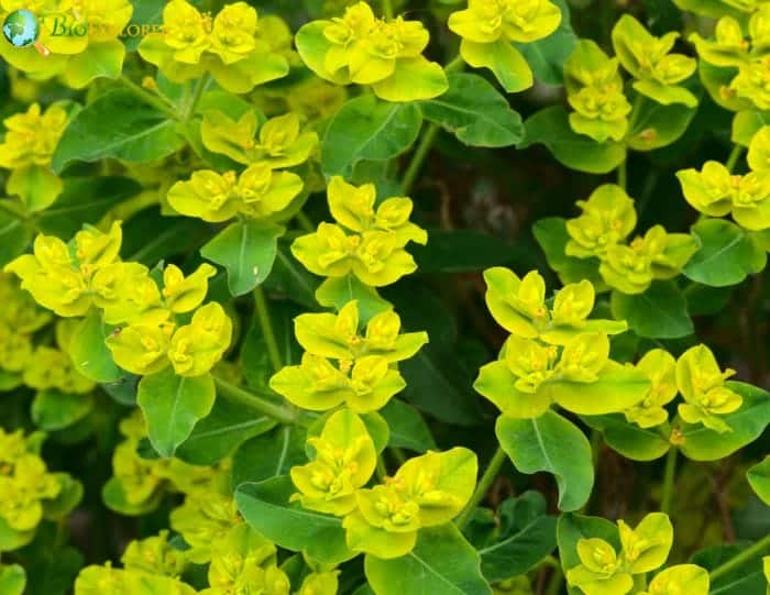 Hawaiian Flowers | Top 26 Aloha State Flowers | Yellow Hibiscus ...