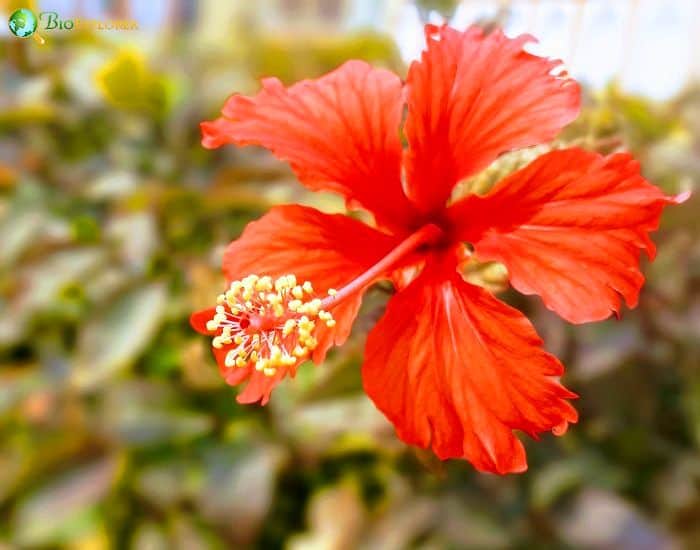 Hibiscus Varieties | Types of Hibiscus Flowers | BioExplorer