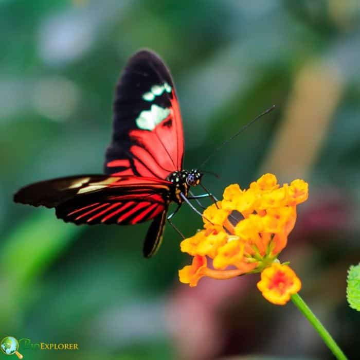 25 Colorful Butterflies | Most Colorful Butterfly Species In the World