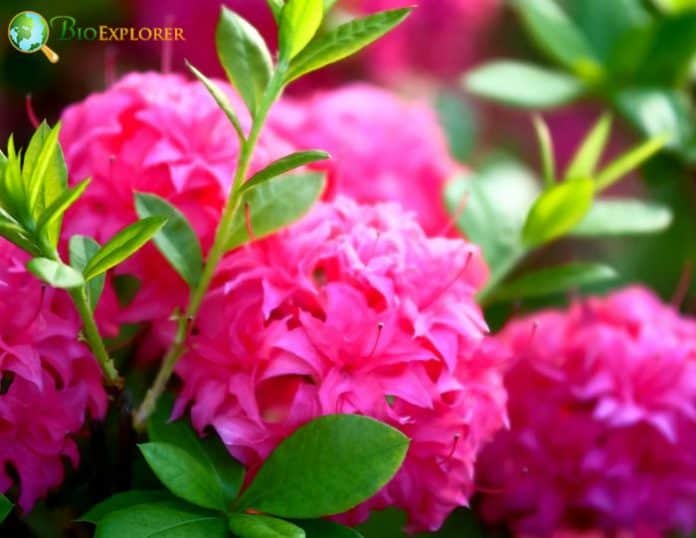Azalea Flowers | 29 Types of Azaleas | Plant Care | Pictures
