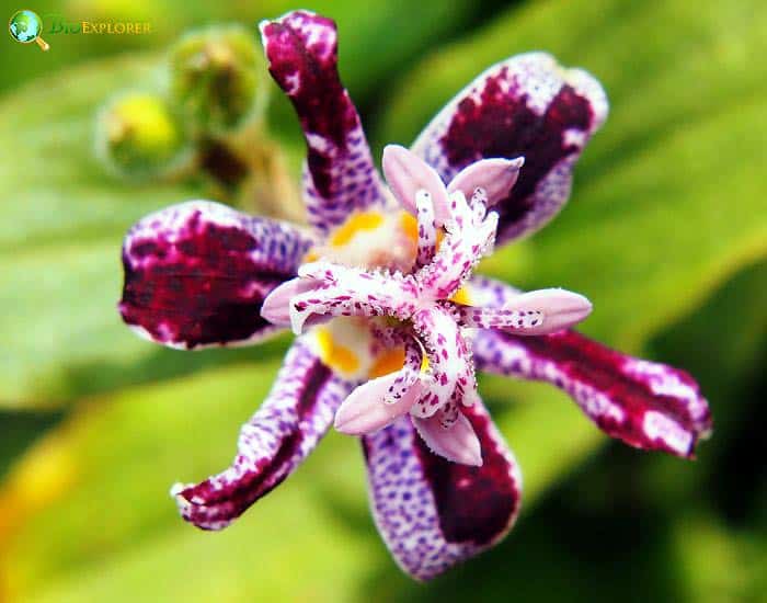Top 25 Bicolor Flowers | Nature's Two-Toned Wonders!