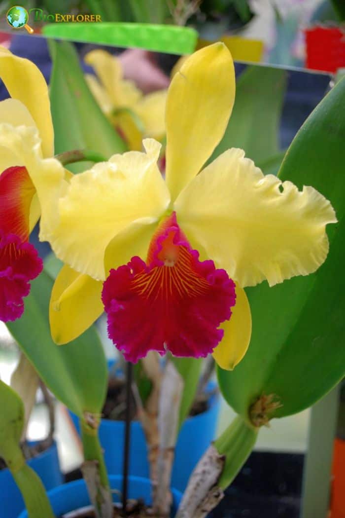 Colorful Orchids | Top 25 Must-See Vibrant Orchids | BioExplorer