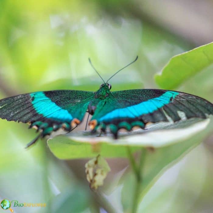 25 Colorful Butterflies | Most Colorful Butterfly Species In the World