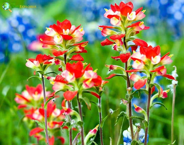 Top 25 Bicolor Flowers | Nature's Two-Toned Wonders!