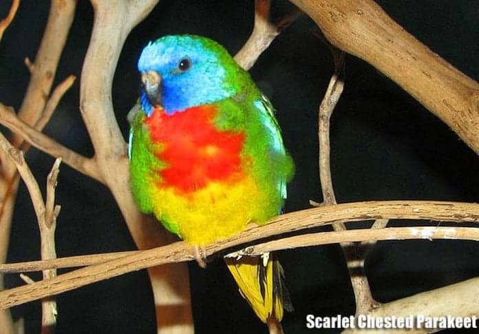 Colorful Birds | 35 Most Beautiful Birds | Pretty Birds of All Times