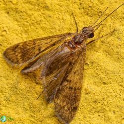 Insect Orders | 28 Different Types of Insects | BioExplorer