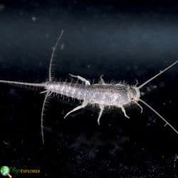 Insect Orders | 28 Different Types of Insects | BioExplorer