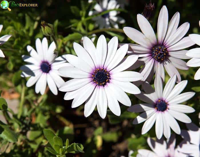 Top 25 Bicolor Flowers | Nature's Two-Toned Wonders!