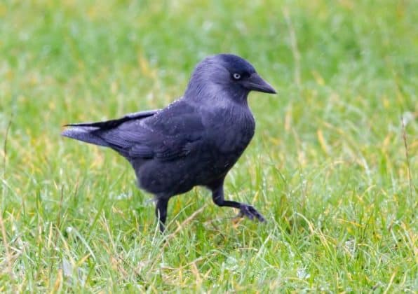 Eurasian Jackdaw | Corvus Monedula | Black Bird | Fun Facts | Diet