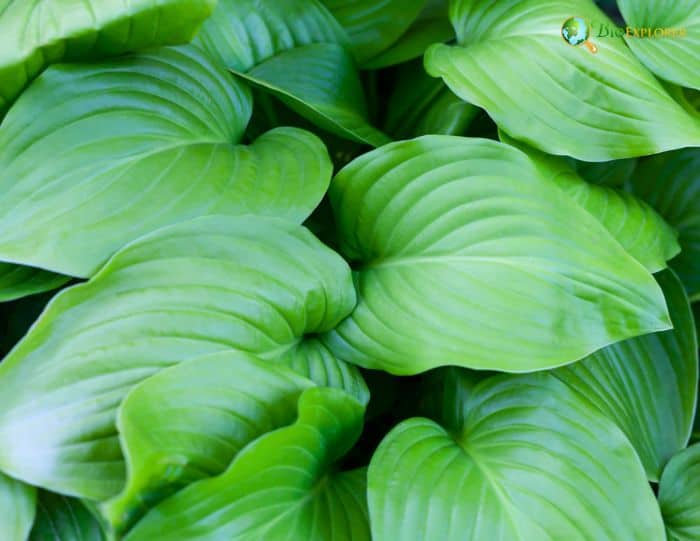Hosta Plantaginea | August Lily | Plantain Lily | Fragrant Flowers