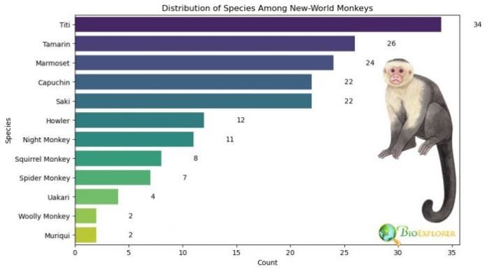 334 Types of Monkeys | Old-World Monkeys | New-World Monkeys