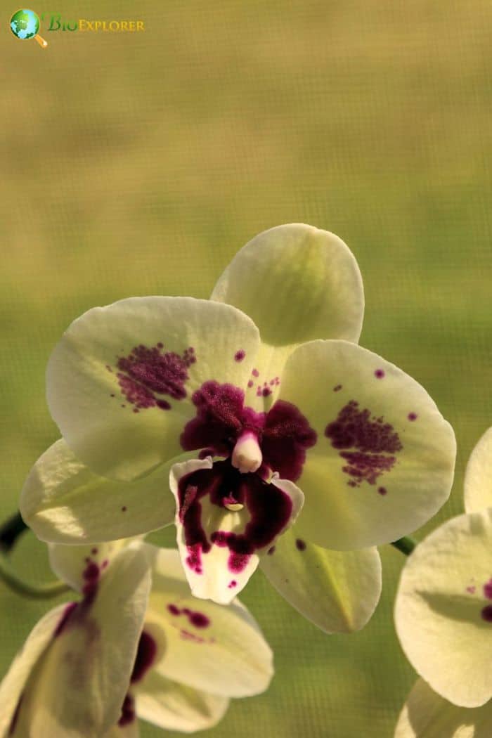 Colorful Orchids | Top 25 Must-See Vibrant Orchids | BioExplorer
