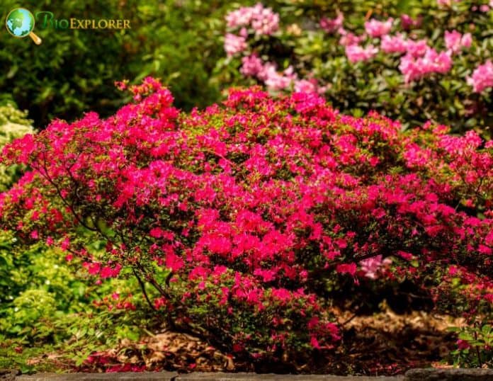 Azalea Flowers | 29 Types of Azaleas | Plant Care | Pictures