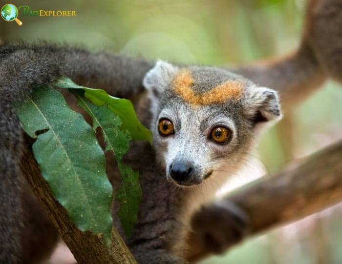 Crowned Lemur | Eulemur Coronatus | Lemur Species | Facts