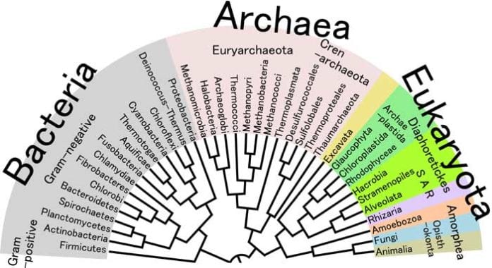 Domain Eukarya Kingdoms | Three Domains of Life | BioExplorer