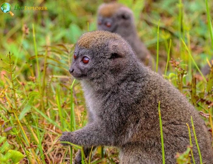 Eastern Lesser Bamboo Lemur | Hapalemur Griseus | Pictures | Facts