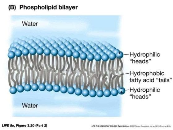 Phospholipid Bilayer | Lipid Bilayer | Structures & Functions