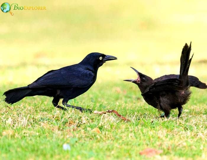 Greater Antillean Grackle | Quiscalus Niger | North American Bird | Facts
