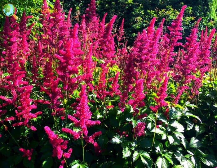 Astilbe Flowers | Astilbe Varieties | Astilbe Propagations | BioExplorer