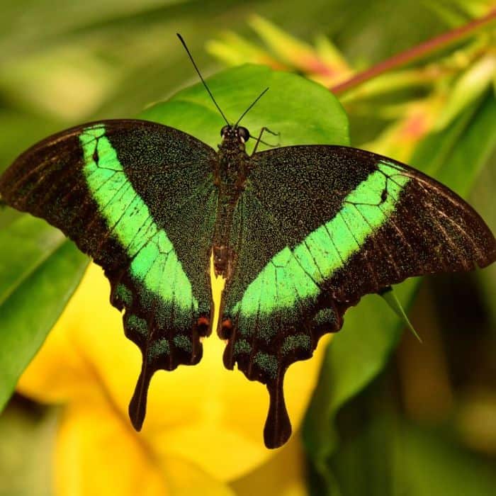 25 Colorful Butterflies | Most Colorful Butterfly Species In the World