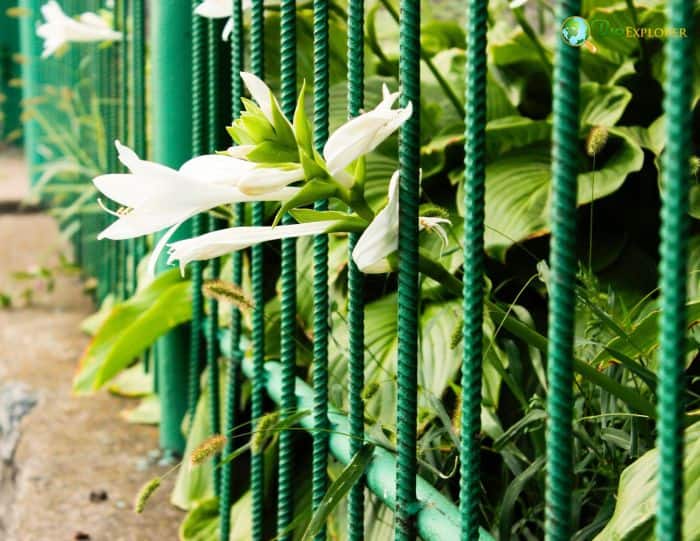 Hosta Plantaginea | August Lily | Plantain Lily | Fragrant Flowers