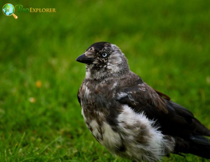 Eurasian Jackdaw | Corvus Monedula | Black Bird | Fun Facts | Diet