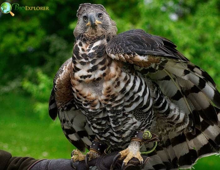 Crowned Eagle | Stephanoaetus Coronatus | African Bird | Facts