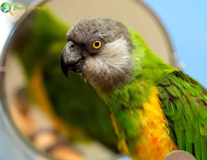 Senegal Parrot | Poicephalus Senegalus | African Bird | Facts