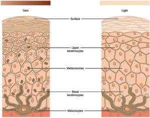 Cells of the Epidermis | 3 Layers of the Skin | Skin Cell Functions