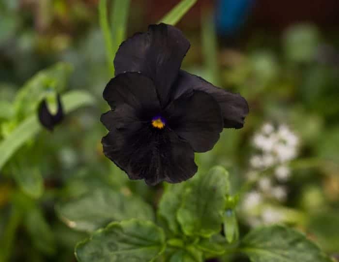 21 Black Flowers For Your Garden | Black Blooms | BioExplorer