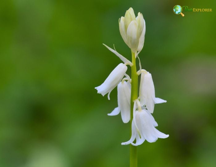 Bluebell Flower | Hyacinthoides non-scripta | Fun Facts