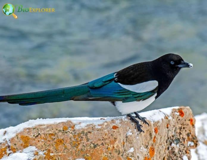 Black-billed Magpie | Pica Hudsonia | Black and White Bird | Fun Facts