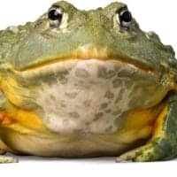 Types of Amphibians | Frogs/Toads, Salamanders/Newts & Caecilians